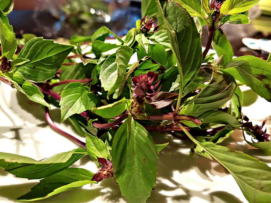 The 35 Essential Herbs & Spices Used In Thai Cuisine. - Thailandforme.com